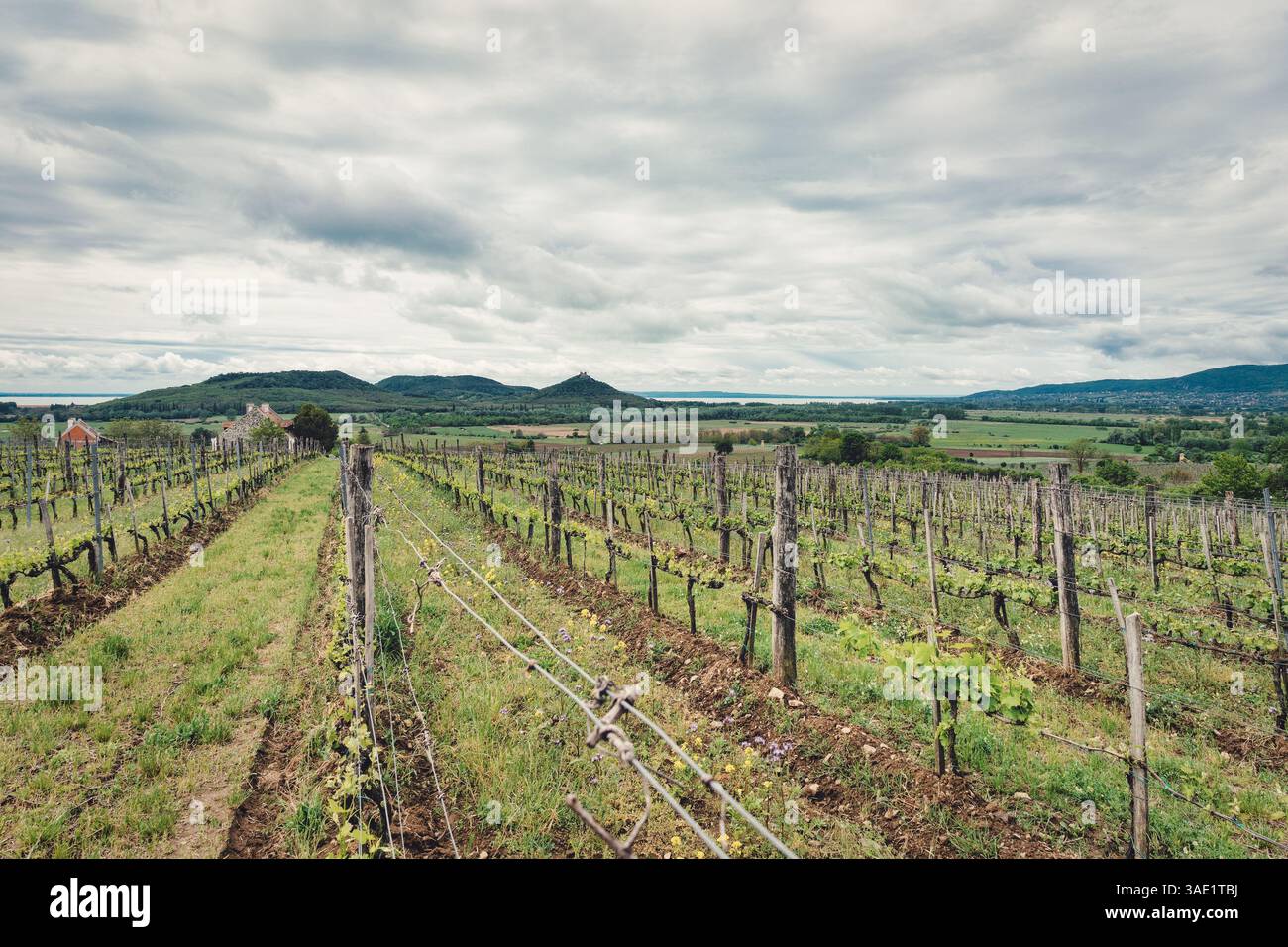 Balaton wine-producing region viticulture Stock Photo - Alamy