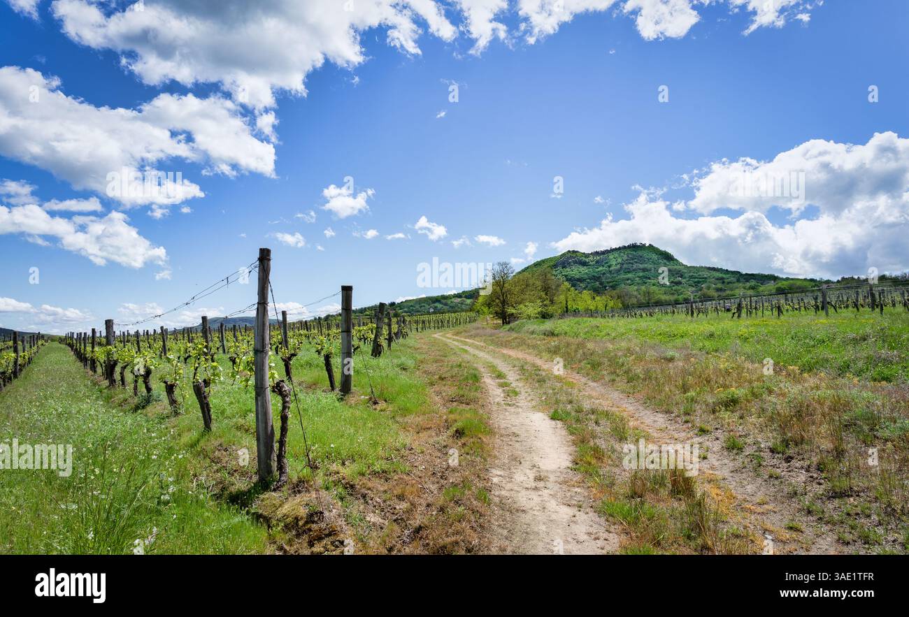 Balaton wine-producing region viticulture Stock Photo - Alamy