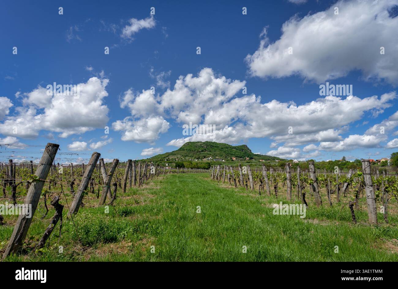 Balaton wine-producing region viticulture Stock Photo - Alamy