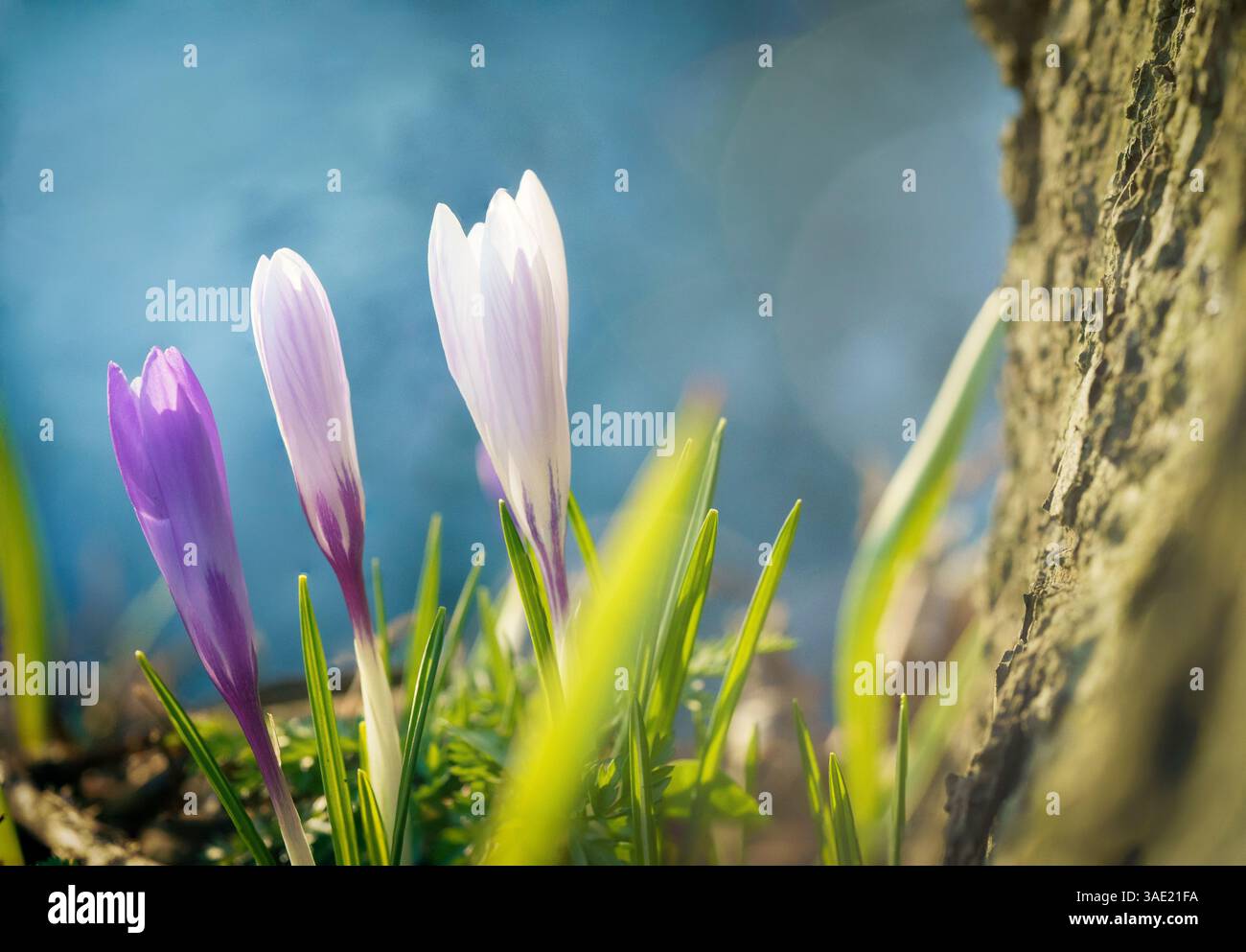 Image shows large, bright, circular light shapes blurred against a ...