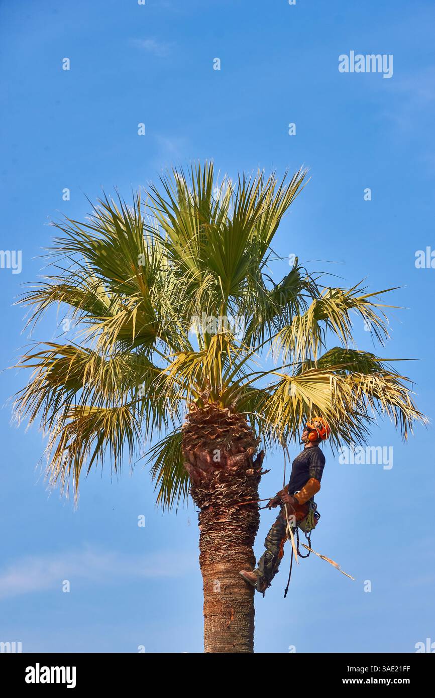 Professional Arborist Trimming a Palm Tree in Sunny Weather Stock Photo ...
