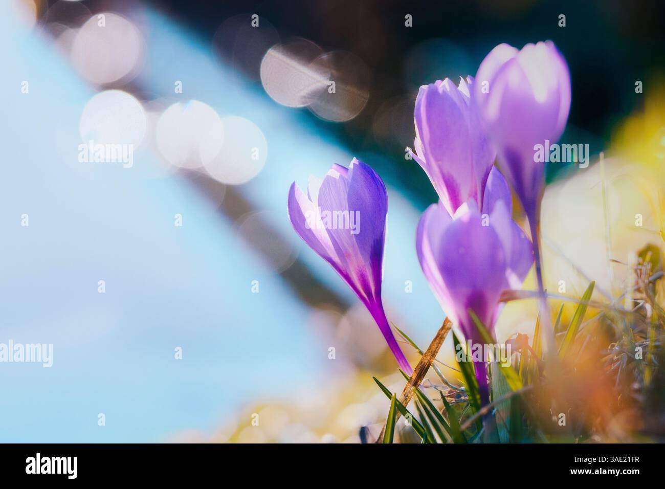 Image shows large, bright, circular light shapes blurred against a ...