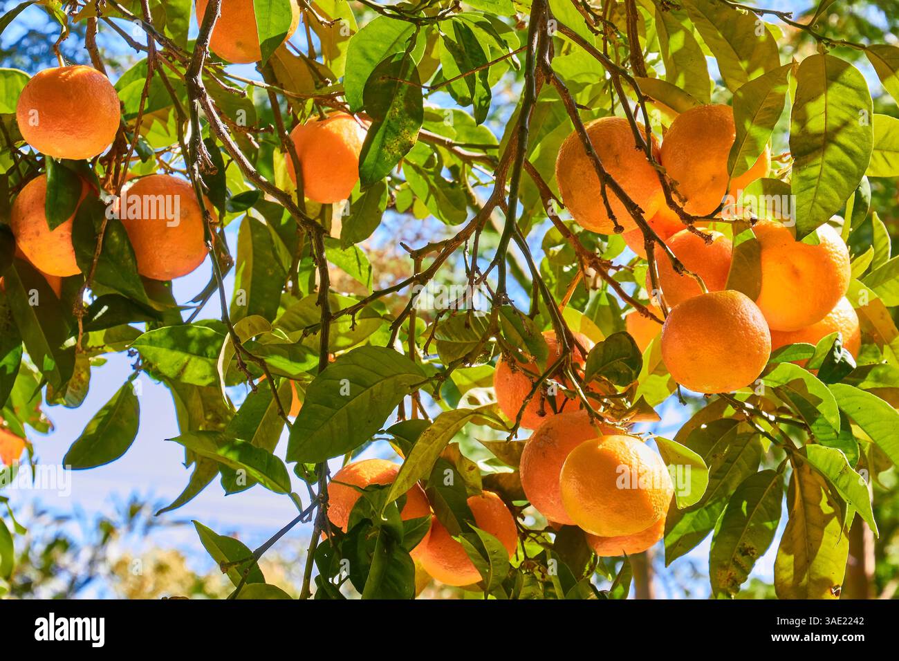 Organic fresh citrus fruits hi-res stock photography and images - Alamy