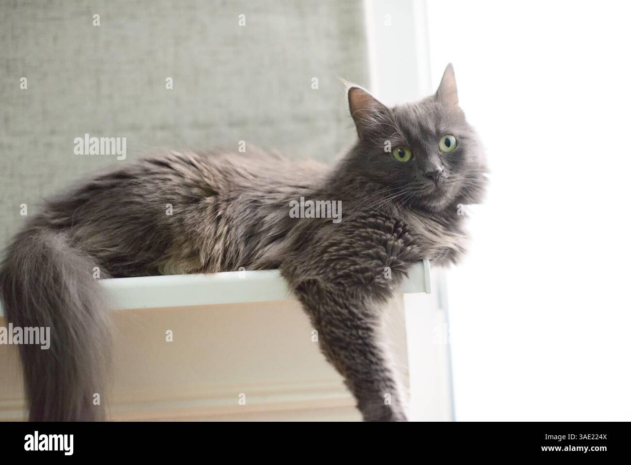 A grey cat with green eyes lounging on a ledge indoors, with one leg ...