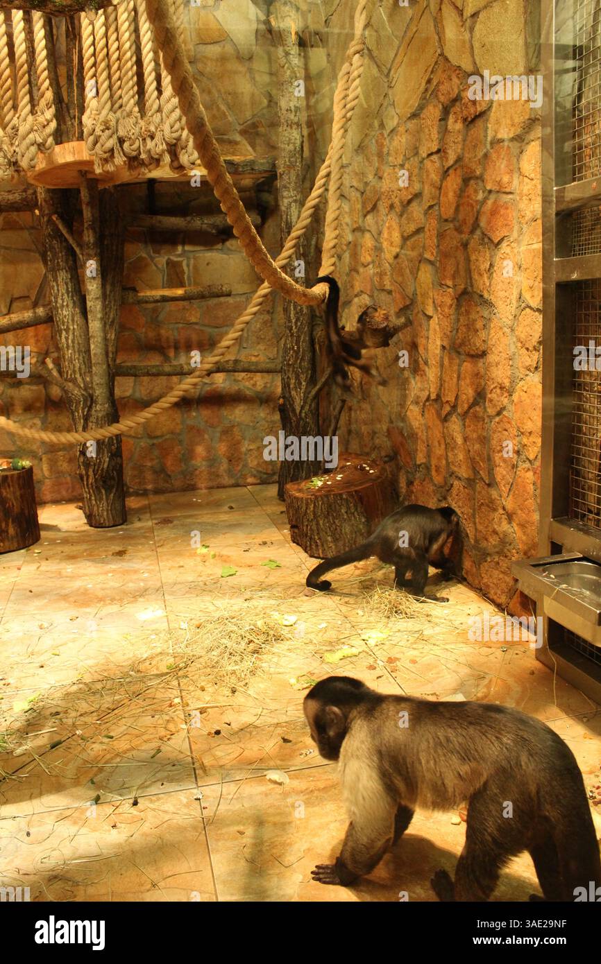 Small monkeys of the capuchin breed run and frolic in the enclosure ...