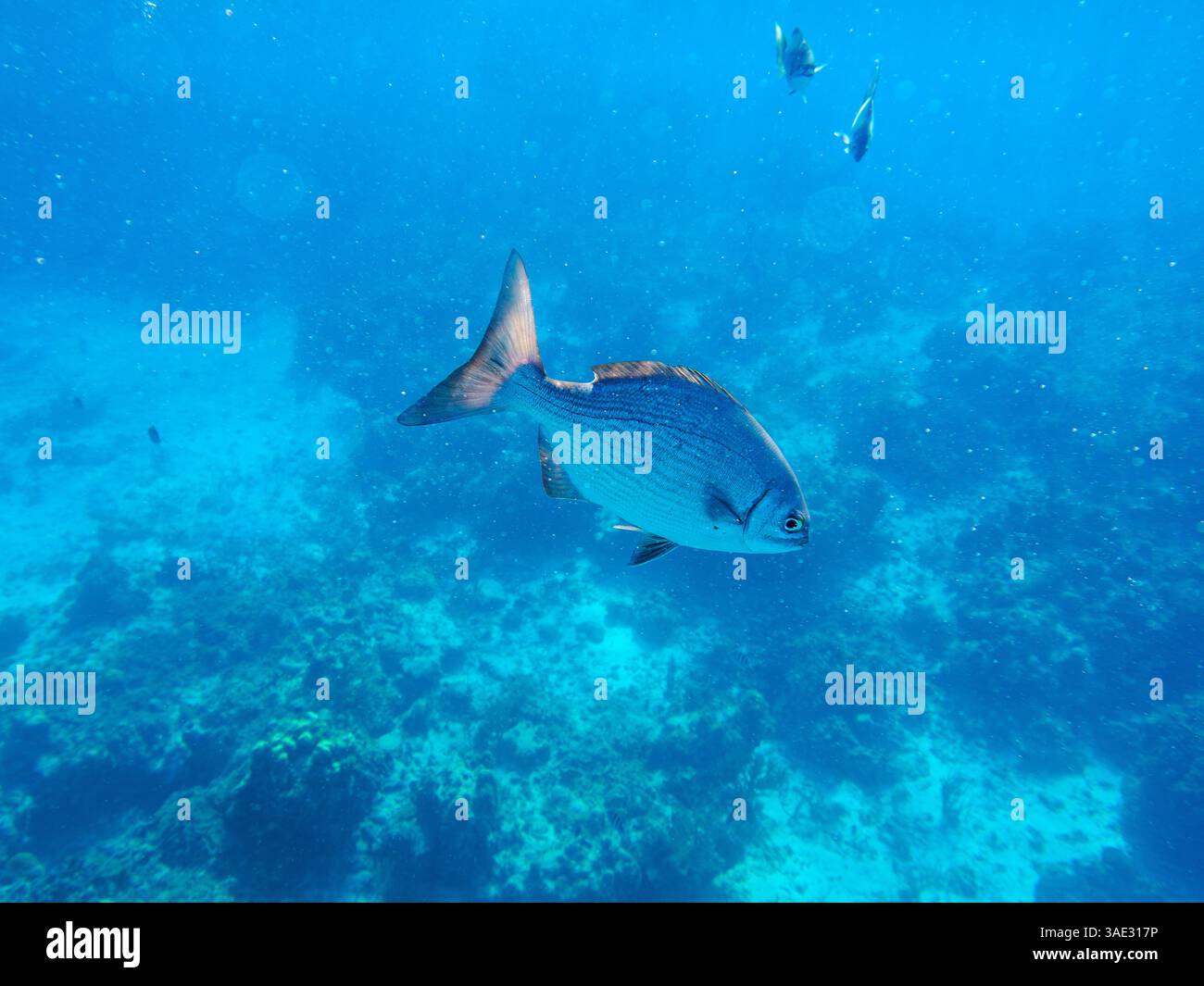 Underwater photo taken during the Palancar Gardens, El Cielito and ...