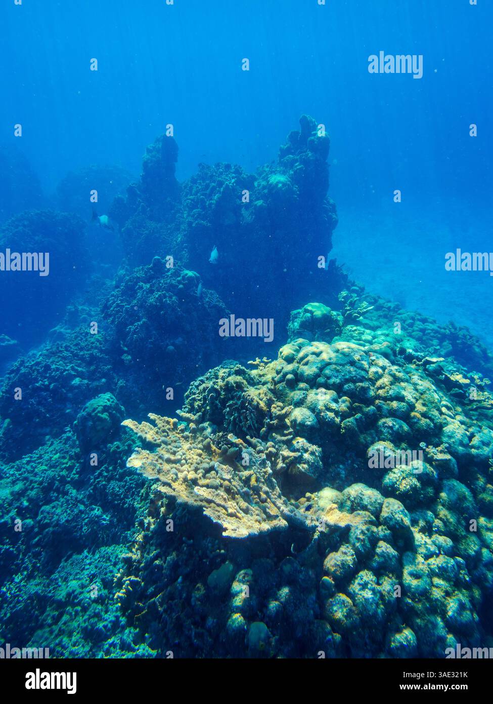 Underwater photo taken during the Palancar Gardens, El Cielito and ...