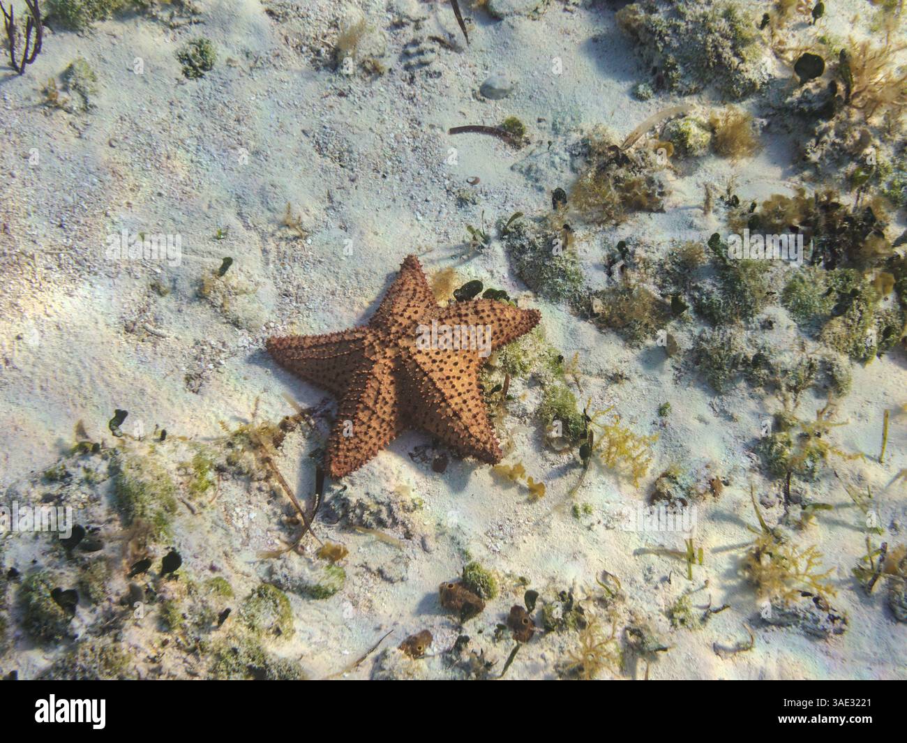 Sea Star seen during the Palancar Gardens, El Cielito and Colombia Deep ...