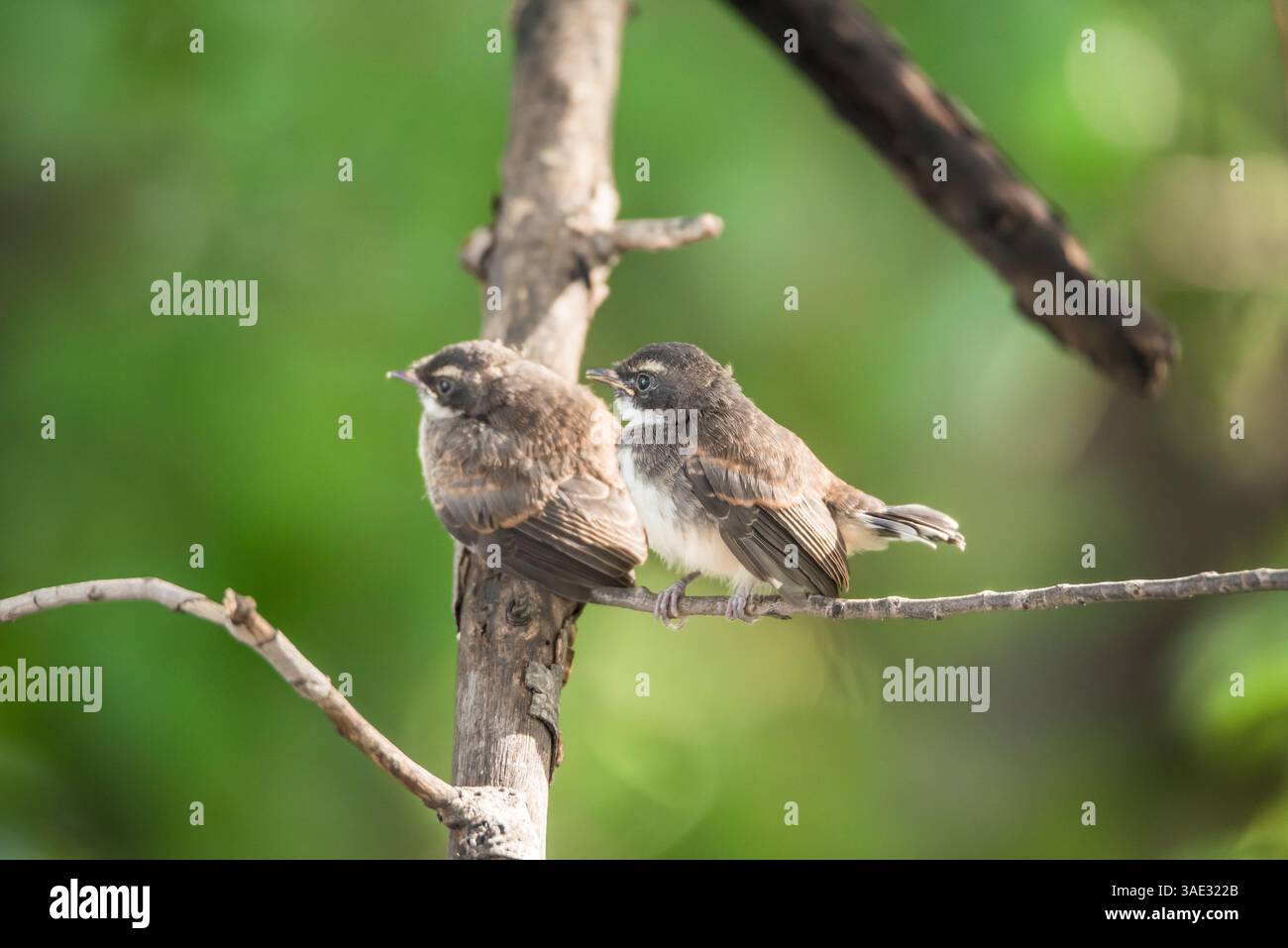 Two birds (Pied Fantail Flycatcher, Rhipidura javanica) black color in ...