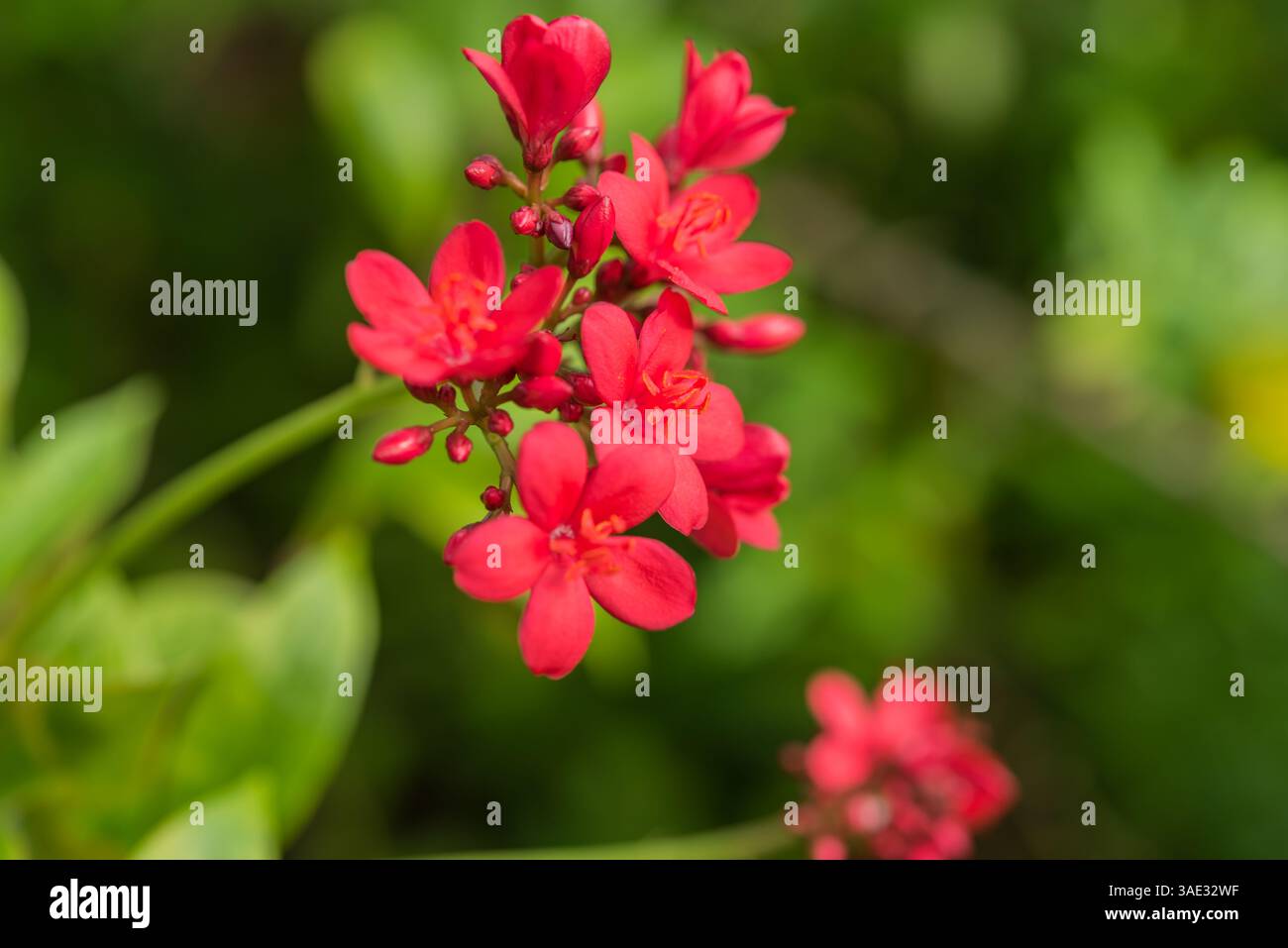 Flower (Peregrina, Spicy Jatropha Flower) red color, Naturally ...