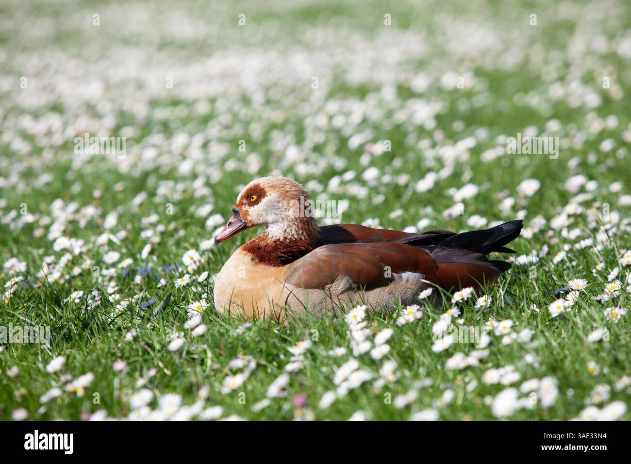 UK weather, 6 April 2025: On Clapham Common as the sun shines on Sunday ...