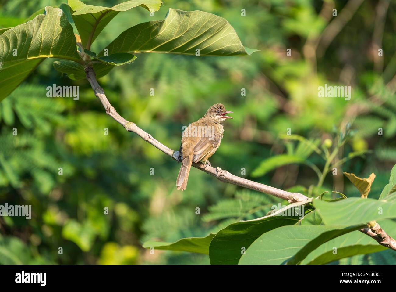 Bird (Streak-eared bulbul, Pycnonotus blanfordi) brown color perched on ...