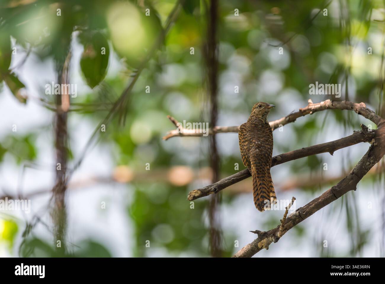 Bird (Plaintive Cuckoo, Cacomantis merulinus) black, yellow, brown and ...