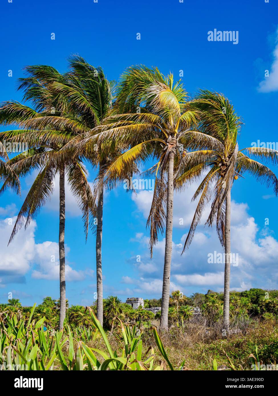 Tulum Archeological Site, Quintana Roo State, Mexico Stock Photo - Alamy