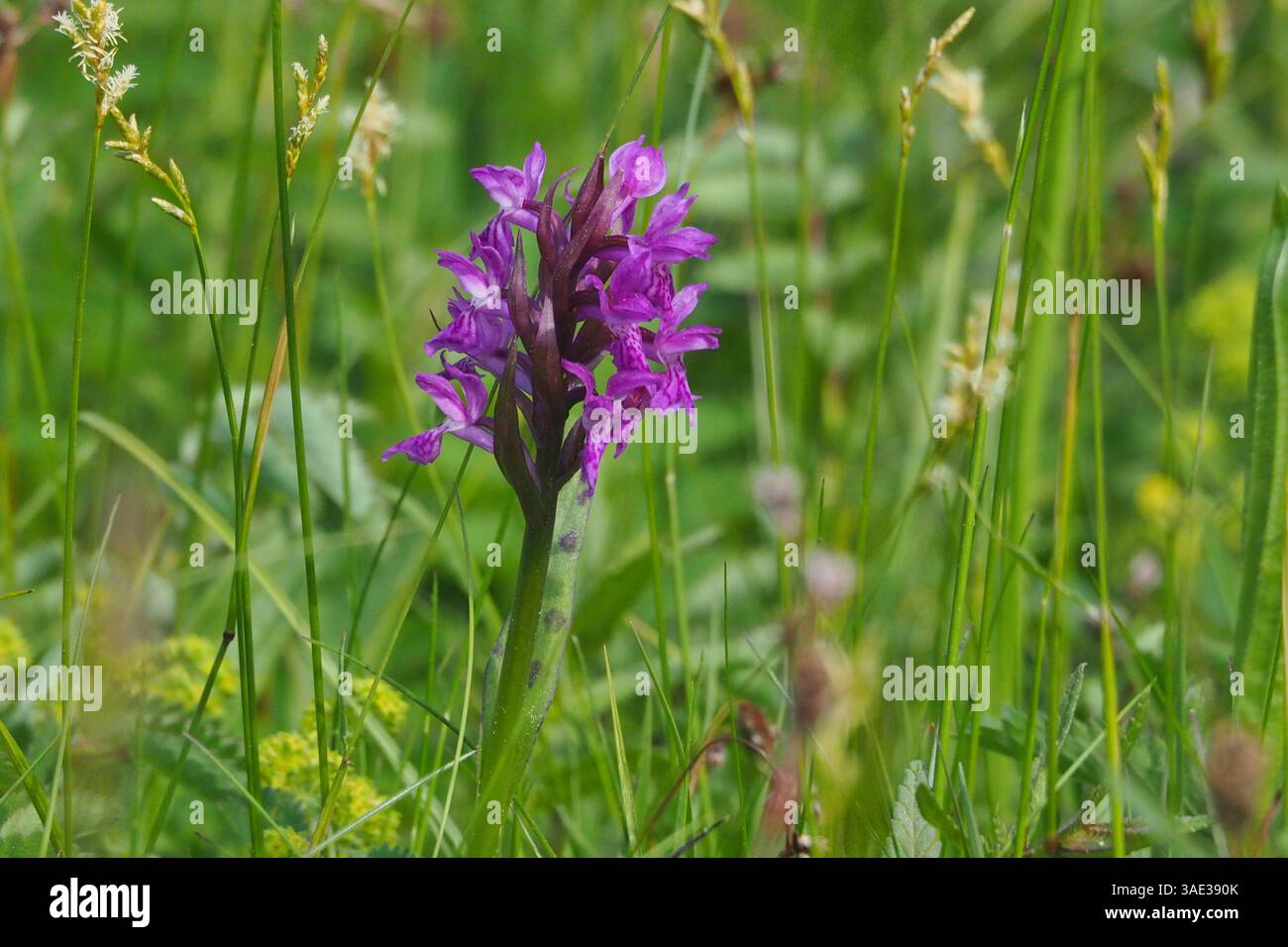 Single inflorescence of broad-leaved orchid Stock Photo - Alamy