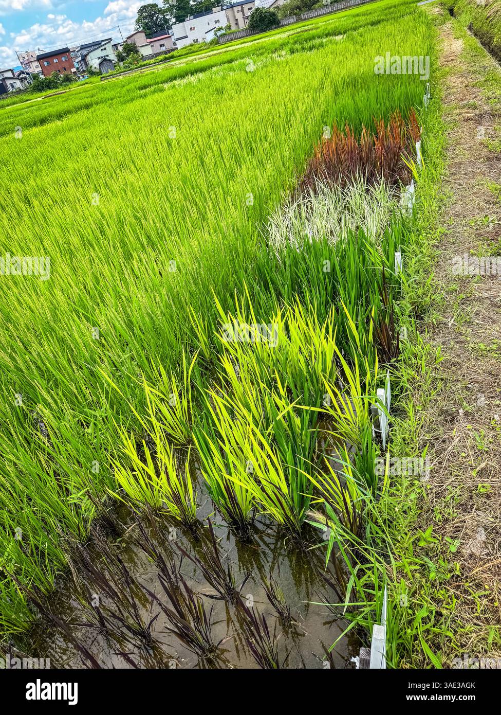 rice field art Inakadate Village Observatory, in Aomori, Japan Stock ...