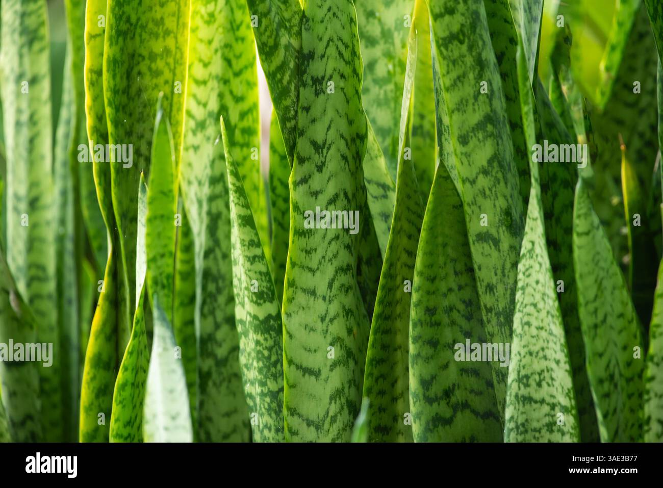 Greenery background, green color of nature plant and leaf environment ...