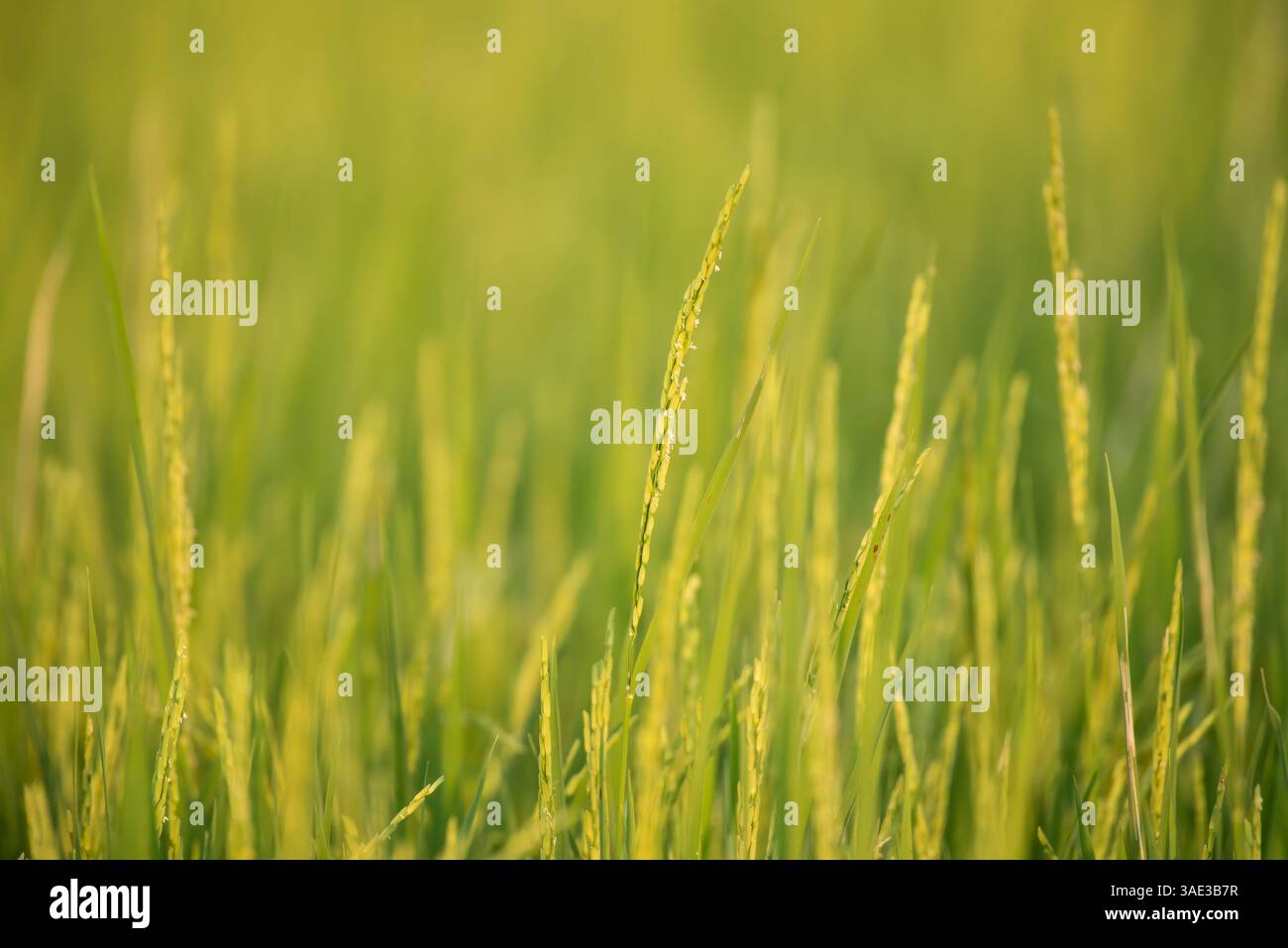Landscape nature of rice field on rice paddy green color lush growing ...