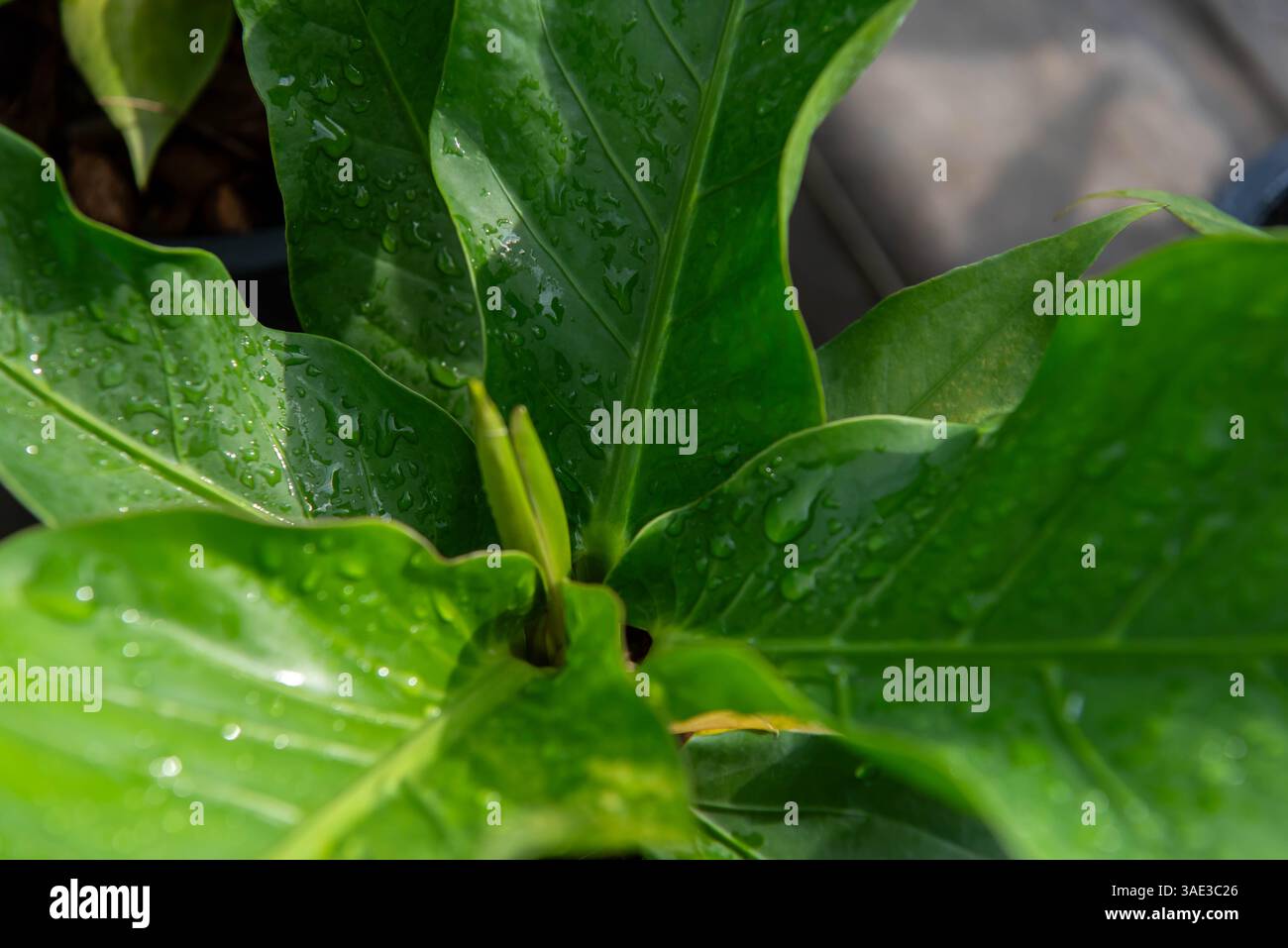 Greenery background, green color of nature plant and leaf environment ...