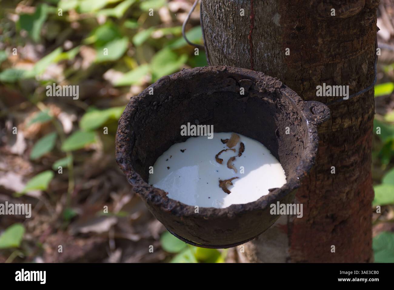 Natural latex dripping from a rubber tree at a rubber tree plantation ...