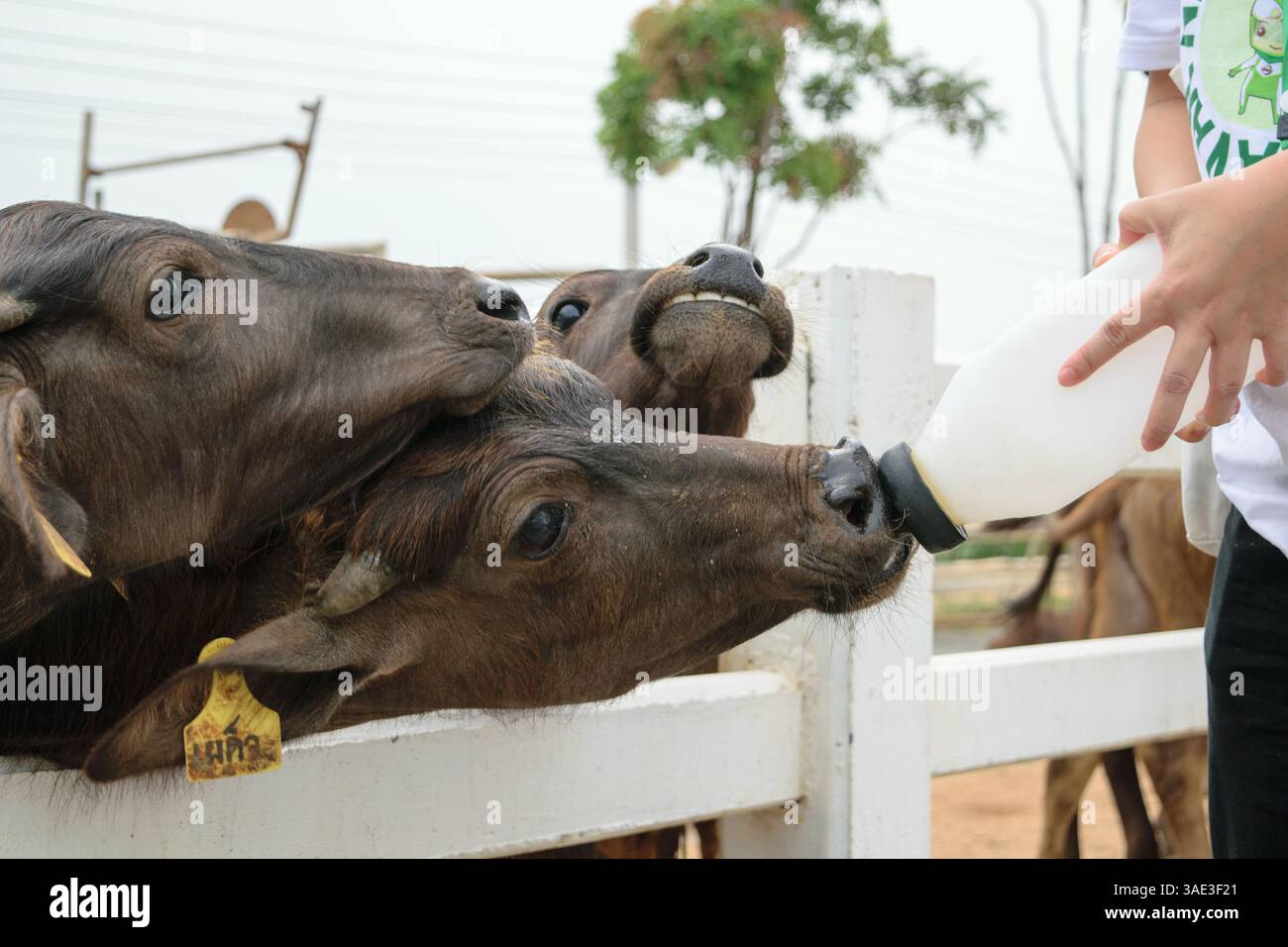 Murrah buffalo in farm Stock Photo - Alamy