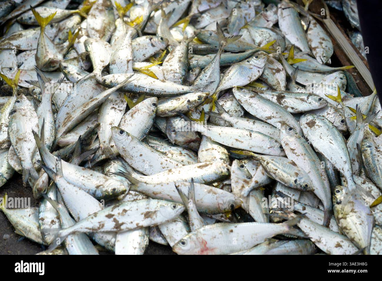 Freshly caught fish at Puri Sea beach fish market Stock Photo - Alamy