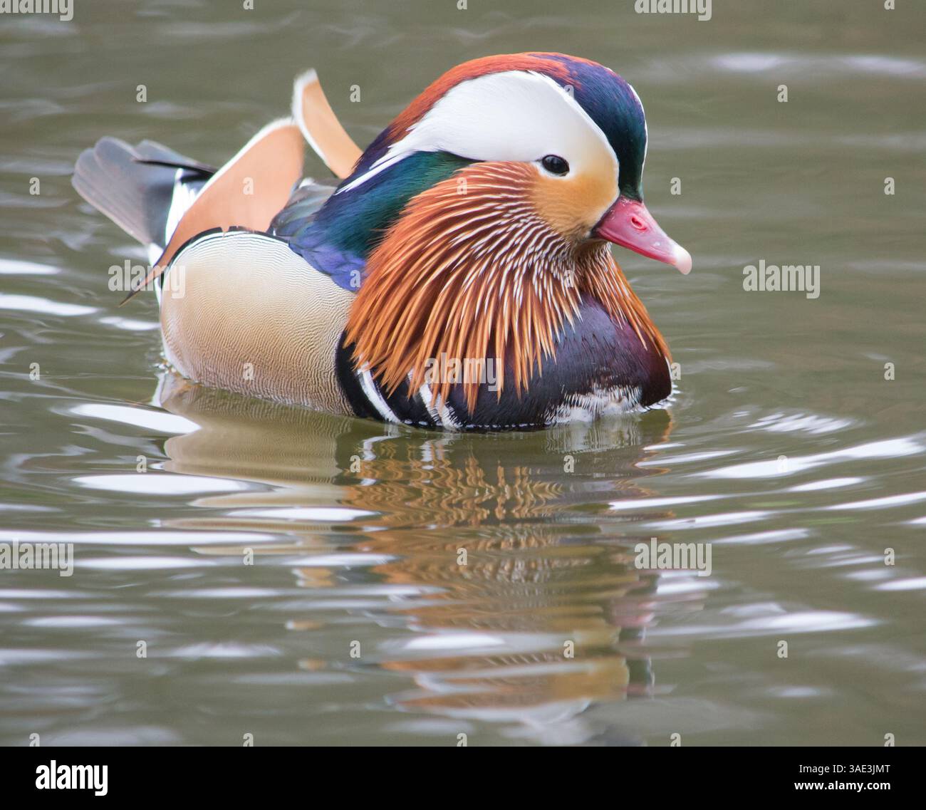 Drake Mandarin duck (Aix galericulata) taken at Yarrow Valley Park ...