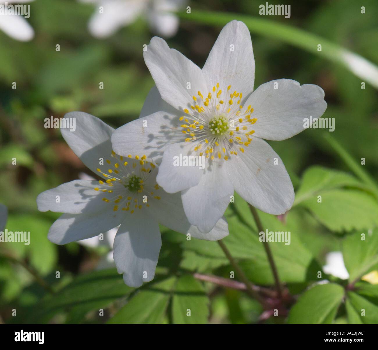 Wood Anemone (Anemone nemorosa) flowers, taken in woodland at Yarrow ...