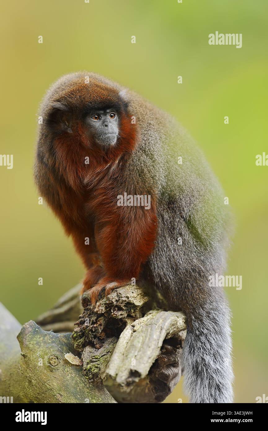 Coppery Titi Monkey (Plecturocebus cupreus, Callicebus cupreu) | Roter ...