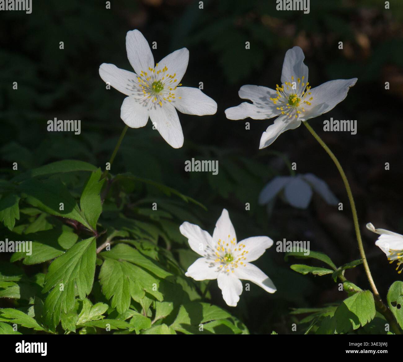 Wood Anemone (Anemone nemorosa) flowers, taken in woodland at Yarrow ...