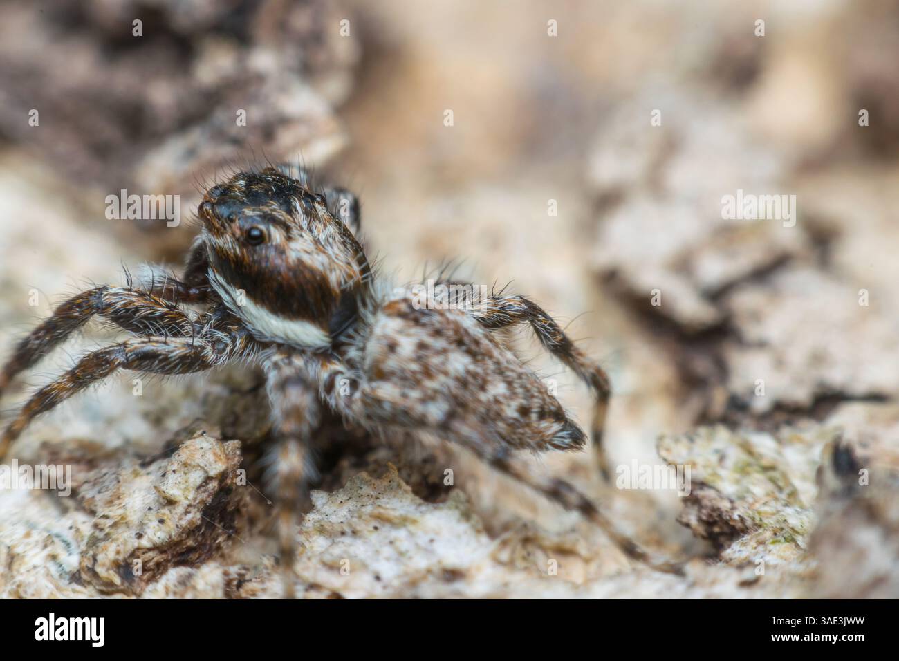 Spider face in extreme close hi-res stock photography and images - Alamy