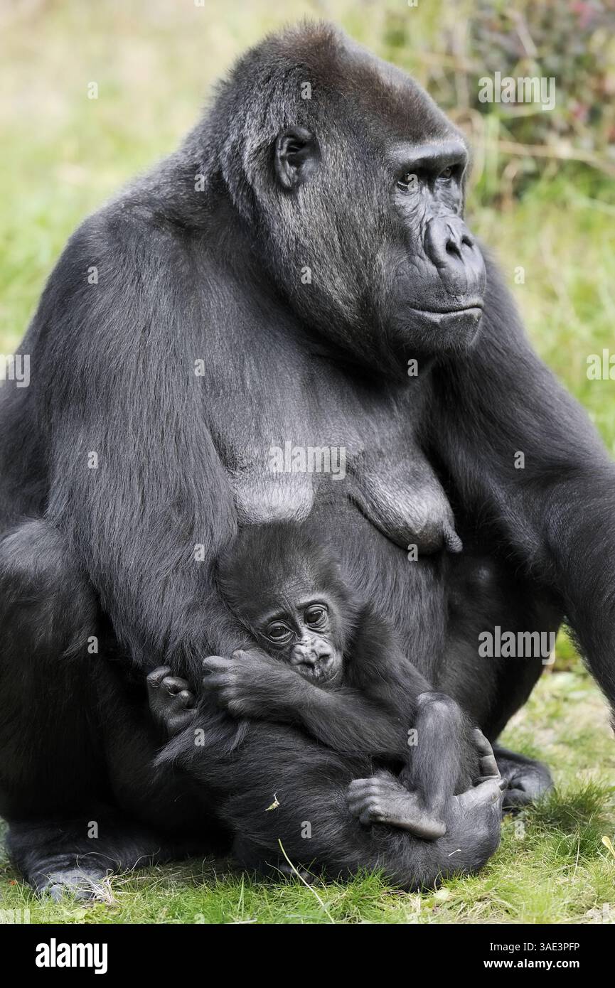 Western Lowland Gorilla (Gorilla gorilla gorilla), female with young ...