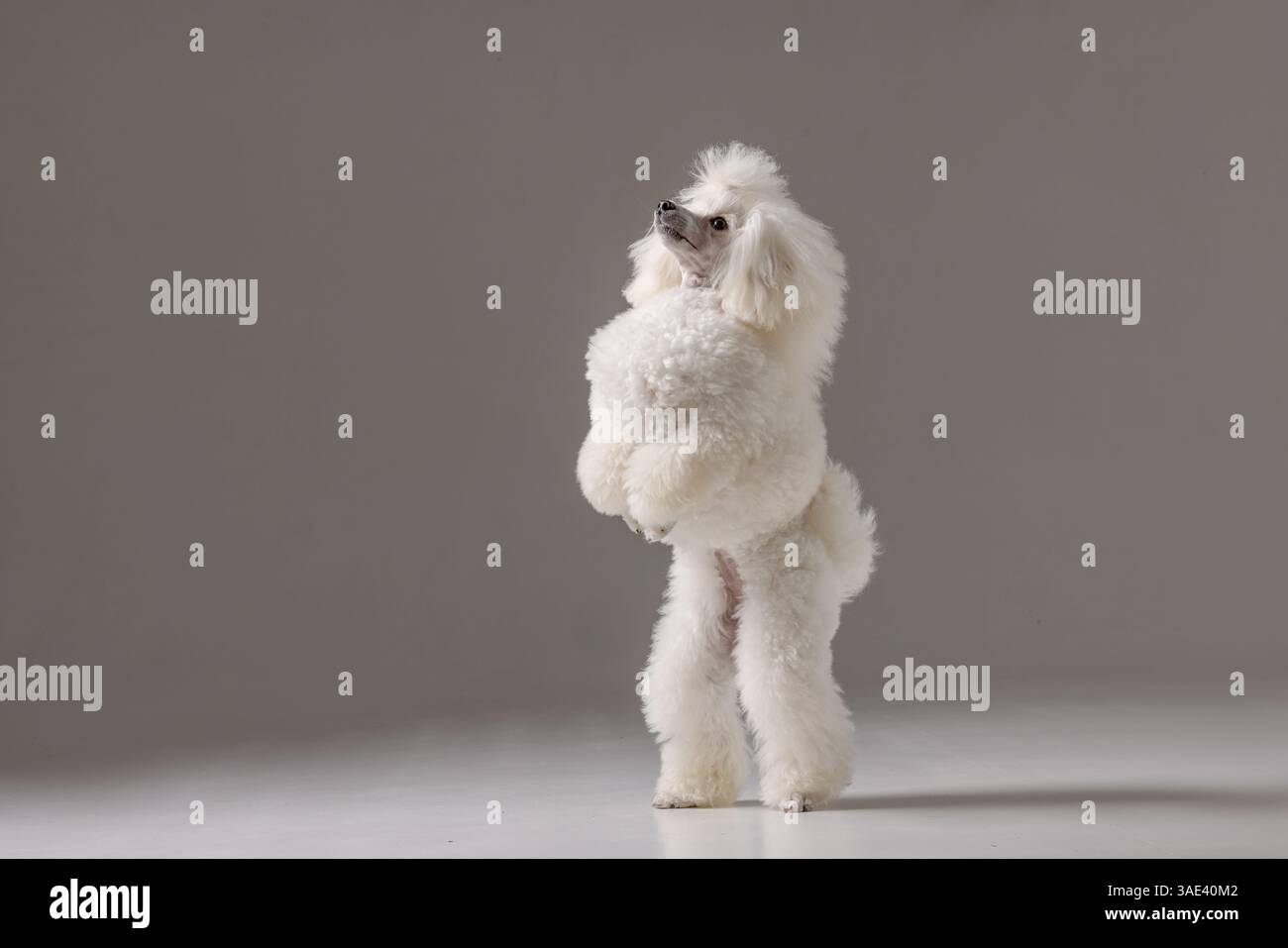 Elegant white poodle standing upright on hind legs in studio, looking ...