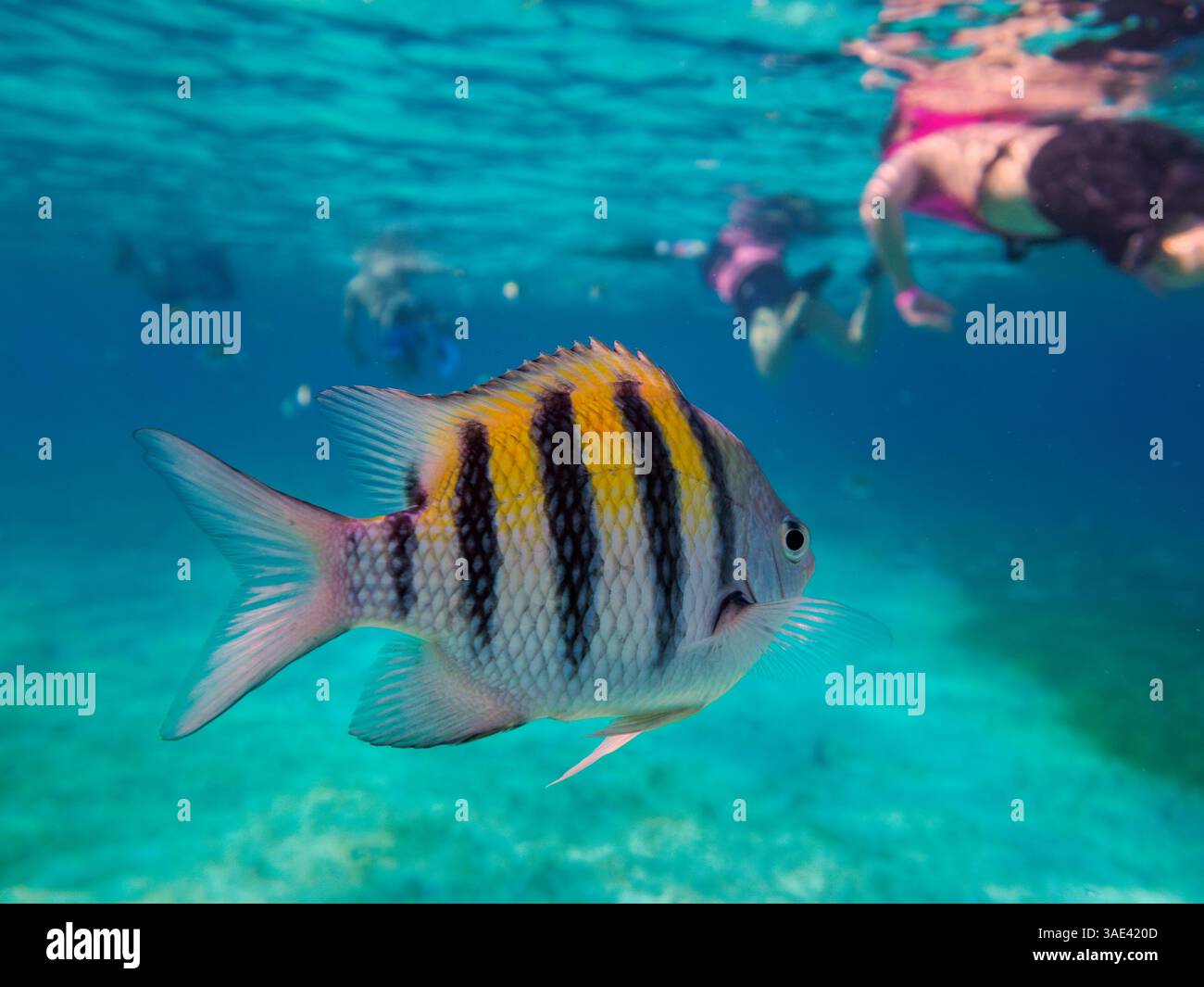 The sergeant major or pintano fish(Abudefduf saxatilis) seen during the ...