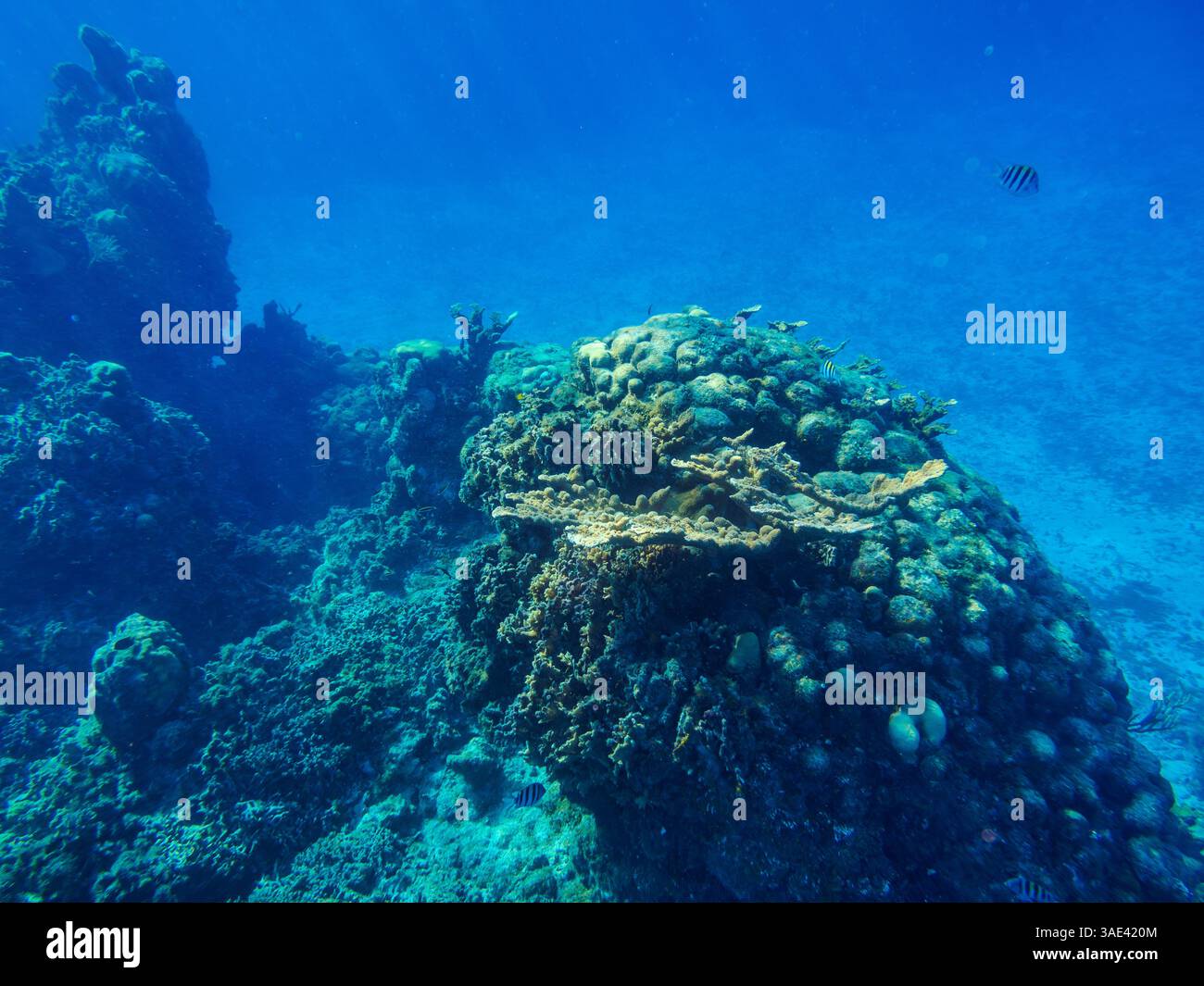 Underwater photo taken during the Palancar Gardens, El Cielito and ...