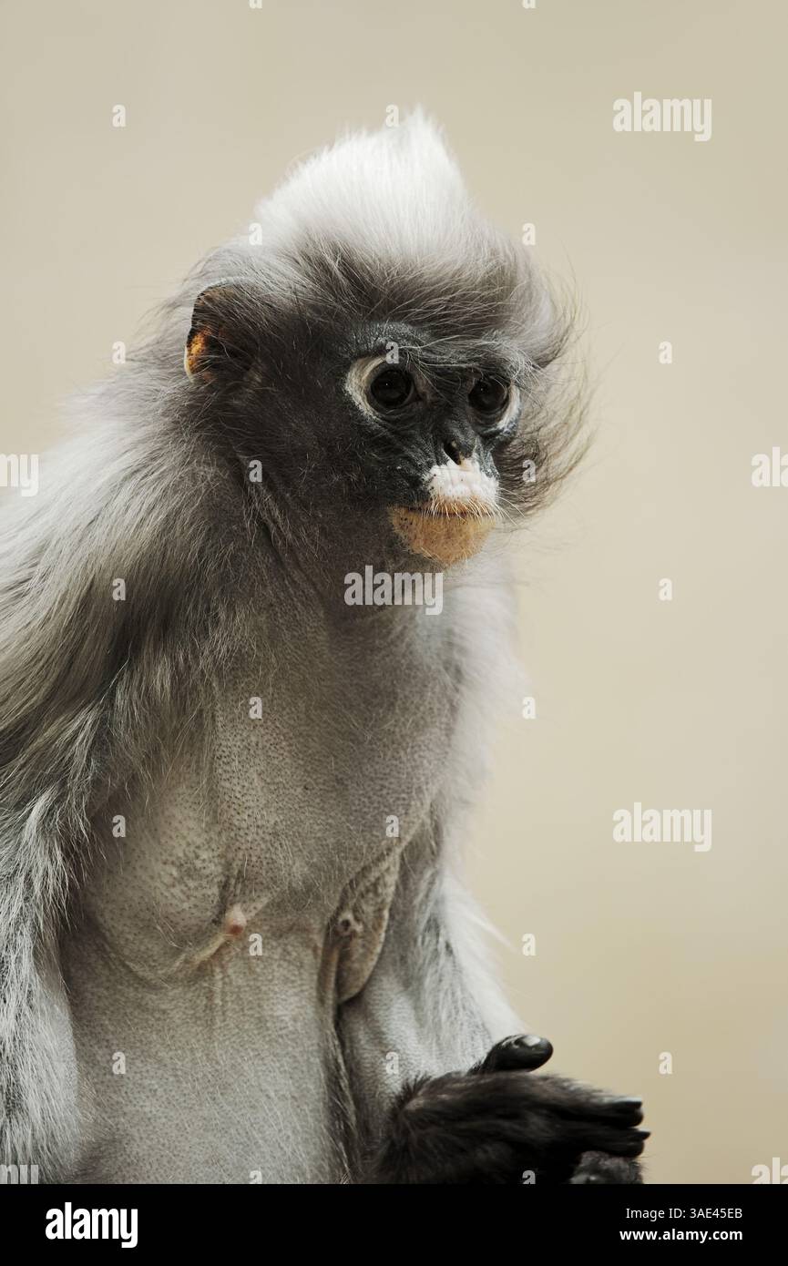 Dusky Leaf Monkey, Spectacled Langur or Spectacled Leaf Monkey ...