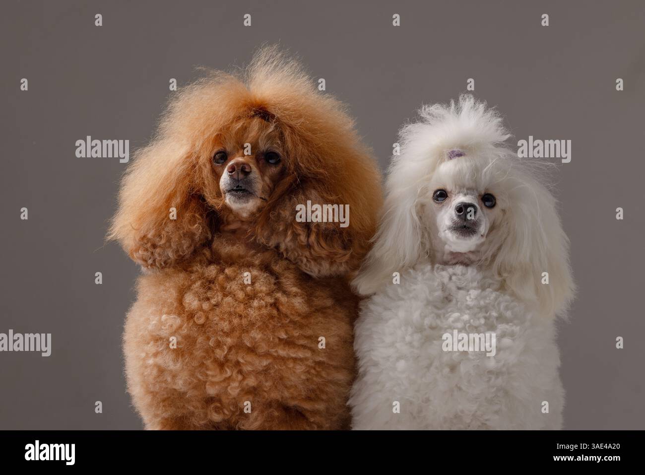 Portrait of two elegant poodles, apricot and white, sitting side by ...