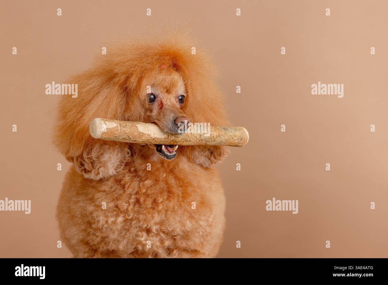 Red poodle with fluffy coat holding a wooden stick in mouth, isolated ...