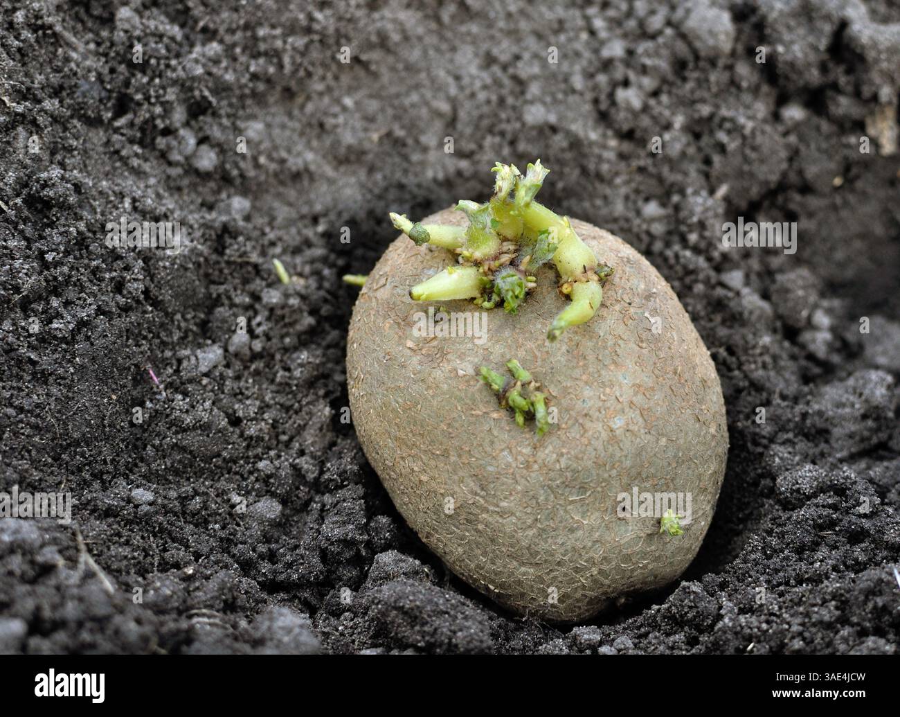 close-up of prepared germinating potato seedling in the planting ...