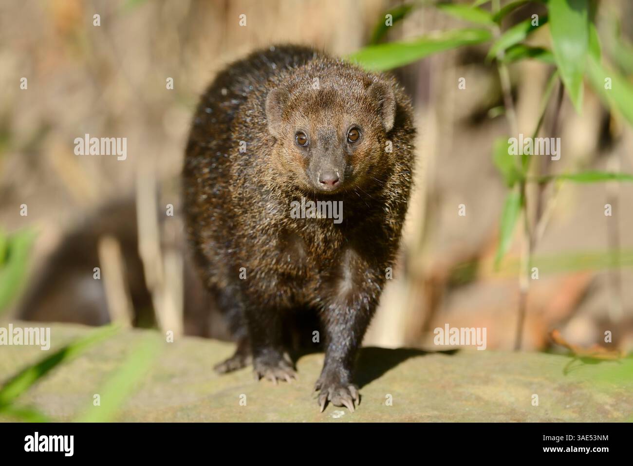 Common Kusimanse (Crossarchus obscurus) | Dunkelkusimanse (Crossarchus ...