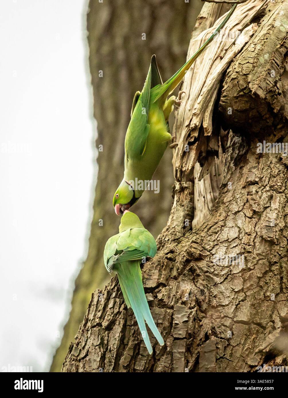 Rose-Ringed Parakeet 'Psittacula krameri', Bushy Park, London, England ...