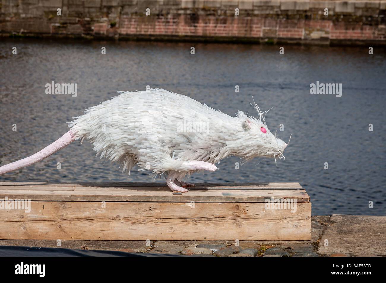 Super rat uk hi-res stock photography and images - Alamy