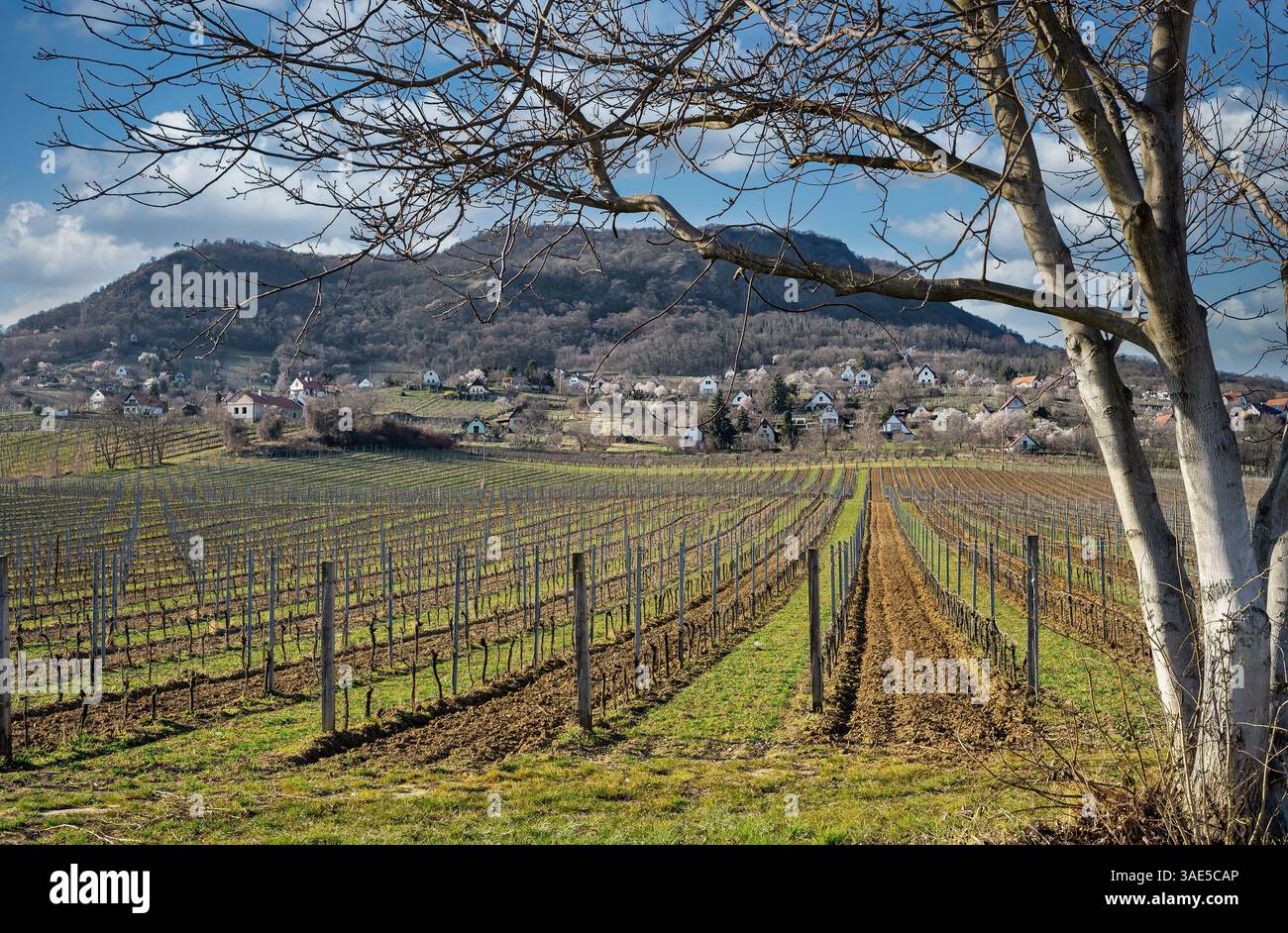 Balaton wine-producing region viticulture Stock Photo - Alamy