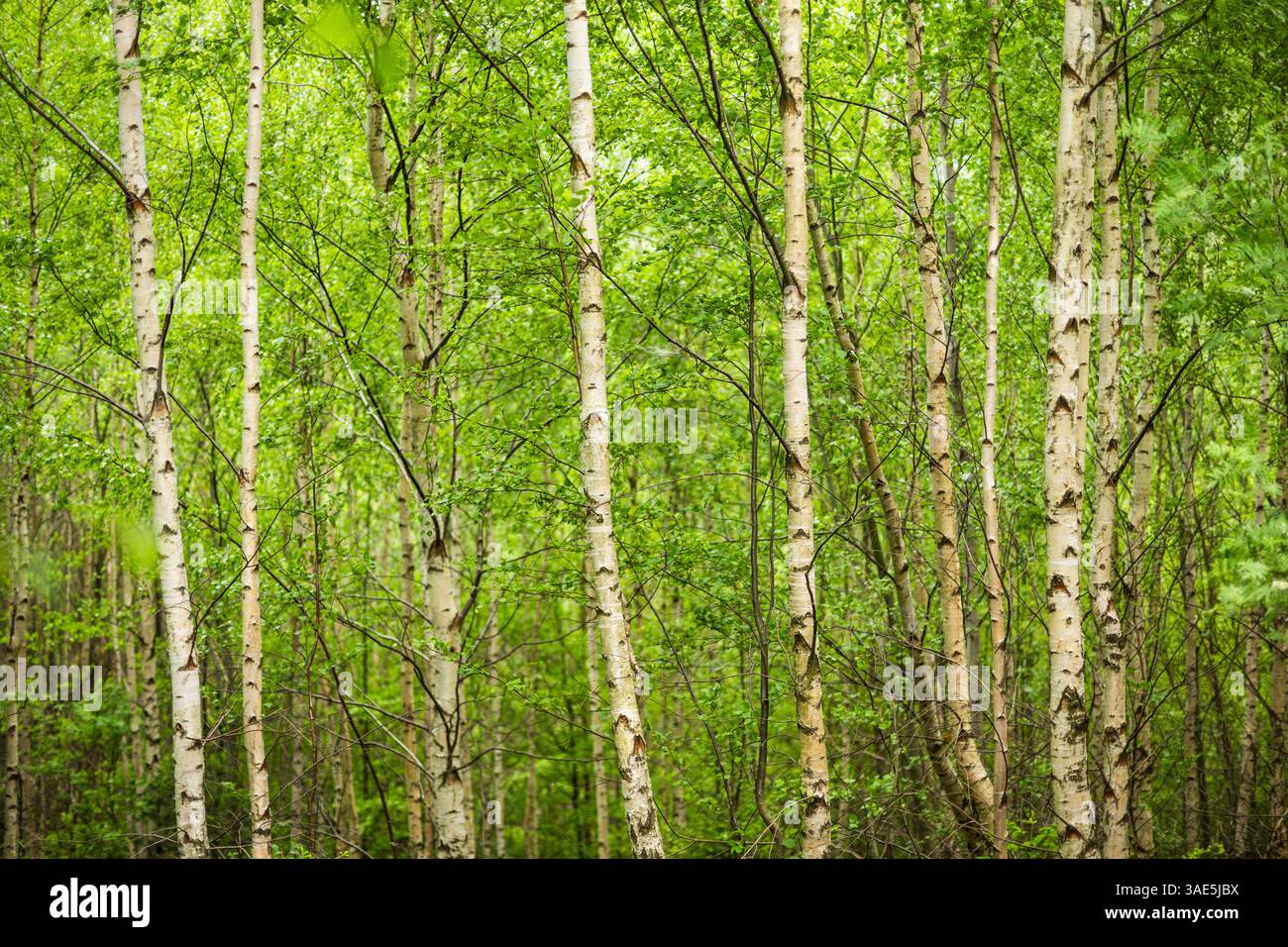 Dense foliage in vibrant forest hi-res stock photography and images - Alamy