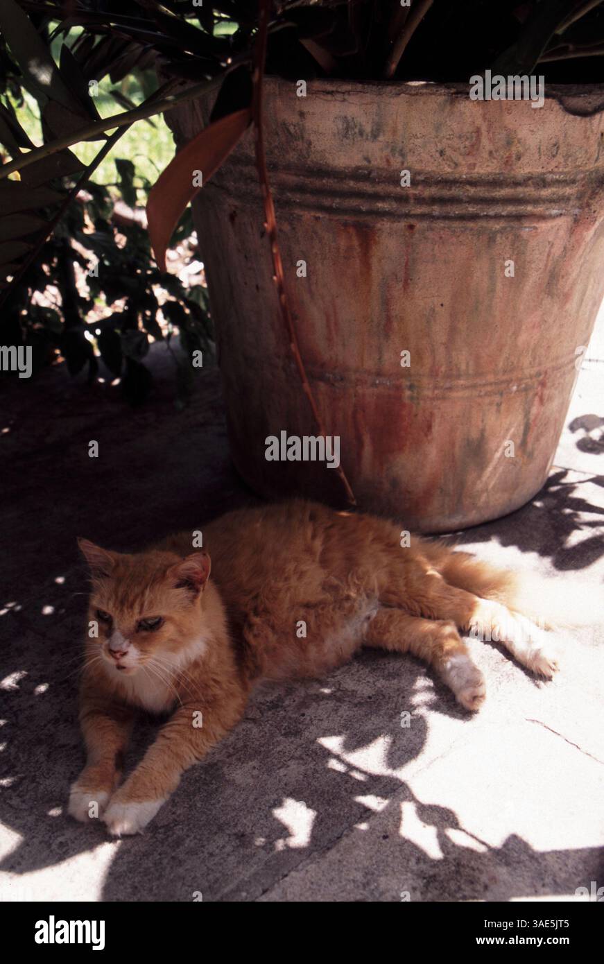 Jun 08, 2003; Key West, FL, USA; One of the unusual six toed cats that ...