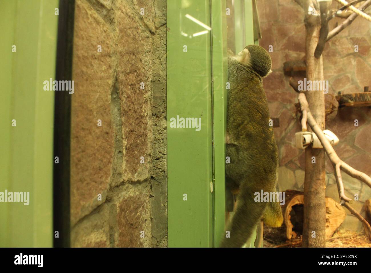 A little monkey climbs the wall from the back. Monkeys in captivity ...