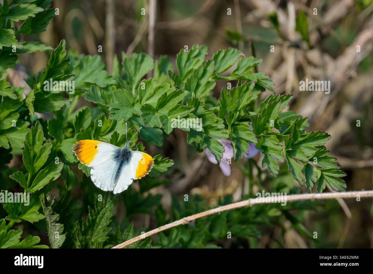 Dark grey wing base hi-res stock photography and images - Alamy