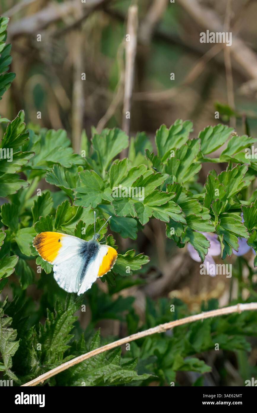 Portrait format orange tipped butterfly hi-res stock photography and ...