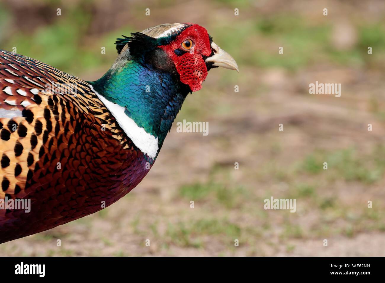 Pheasant male bird Phasianus colchicus, head and shoulders red wattle ...