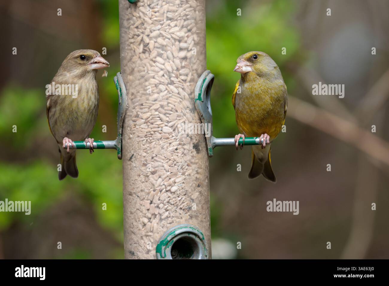 Female greenfinches on feeder hi-res stock photography and images - Alamy